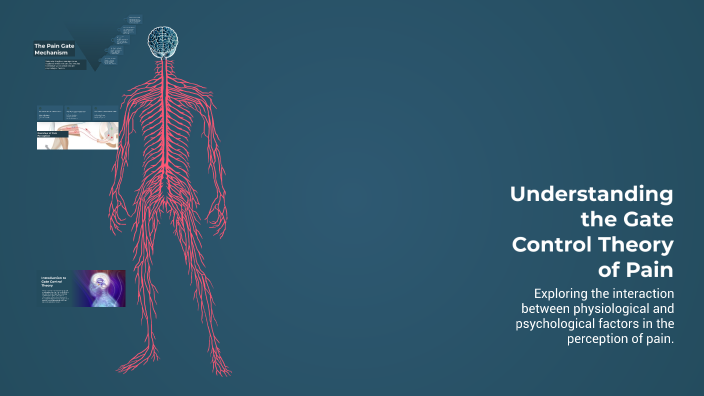 Understanding the Gate Control Theory of Pain by Bhavtarini Raju on Prezi