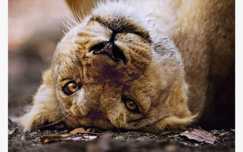 CEH Salem 20120214 Alla hjärtans dag! by Anna Röst Riben on Prezi