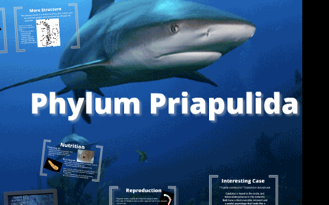 Phylum Priapulida Final Presentation by ashley goetz on Prezi