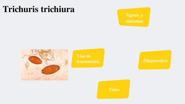 Trichuris trichiura by Valery Vergara on Prezi