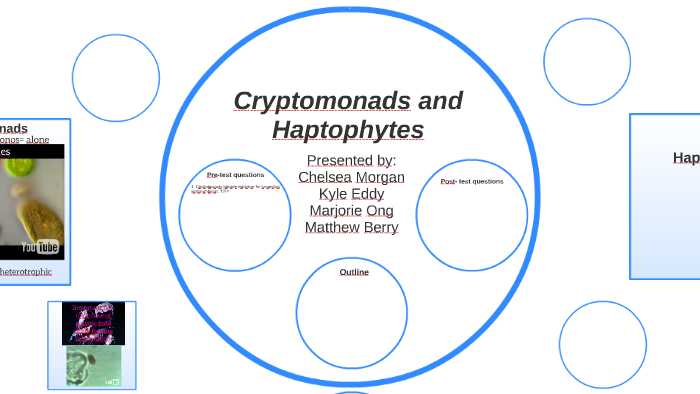 Cryptomonads and Haptophytes by chelsea morgan on Prezi