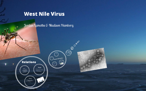 My Favorite Microbe by Madison Hamborg on Prezi