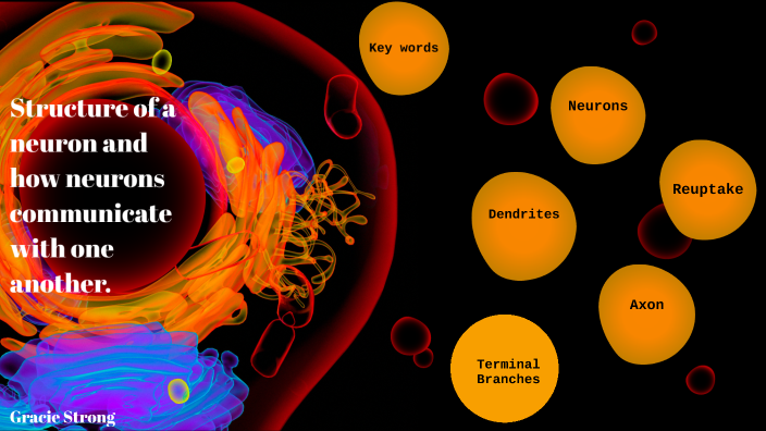 Structure of a neuron and how neurons communicate with one another by ...