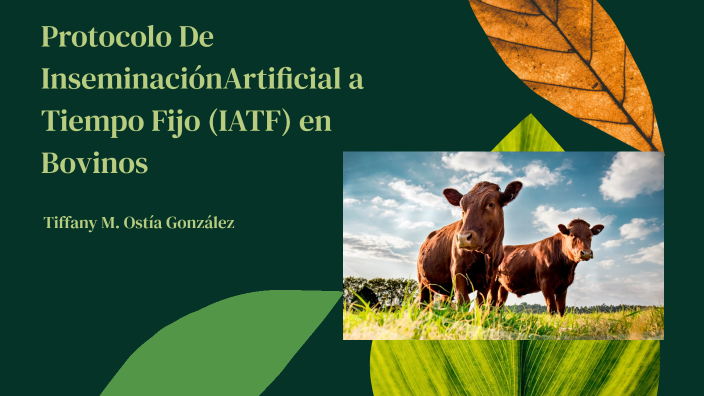 Protocolo De InseminaciónArtificial a Tiempo Fijo (IATF) en Bovinos by ...