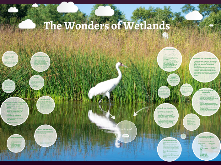 The Wonders of Wetlands: Understanding the Significance of Wetlands by ...