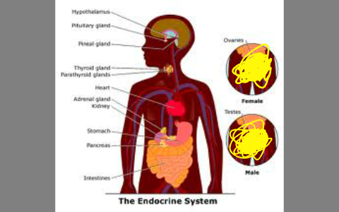 Endrocine System by kevin Sanroman on Prezi