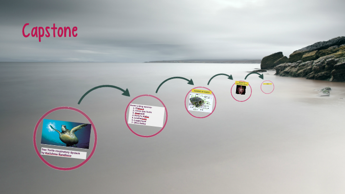 Sea Turtle respiratory System by Karishma Randhave on Prezi