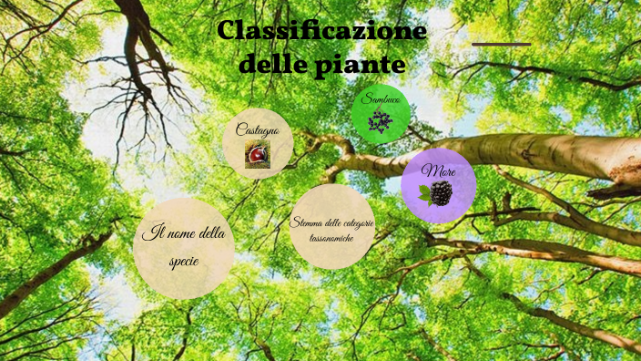 Classificazione delle piante by ARCOMANO TANIA on Prezi