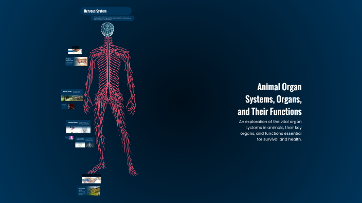Animal Organ Systems, Organs, and Their Functions by Renz Povadora on Prezi