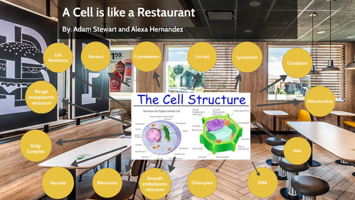 A Cell is like a restaurant by Alexa Hernandez on Prezi