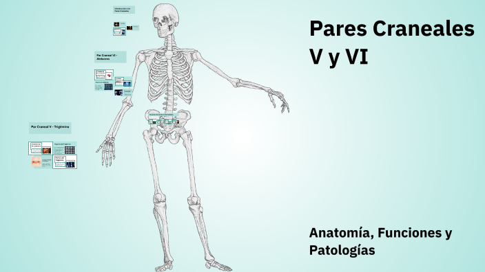 Pares Craneales V y VI by Rocio Gallo on Prezi