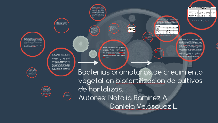 bacterias promotoras de crecimiento vegetal by Daniela Velasquez ...