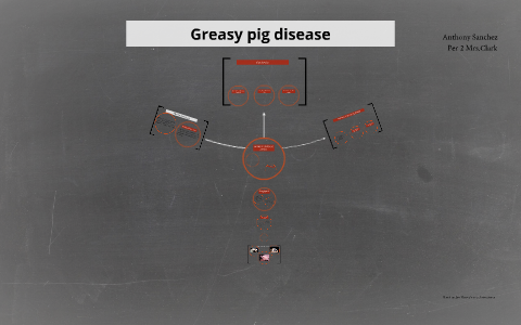 Greasy pig disease by on Prezi