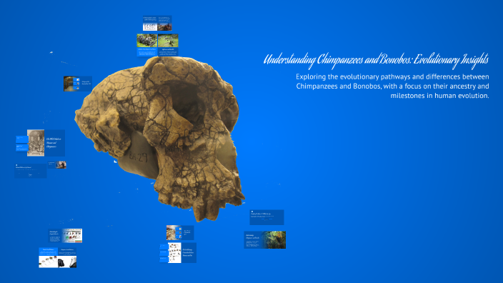 Understanding Chimpanzees and Bonobos: Evolutionary Insights by Maisie ...
