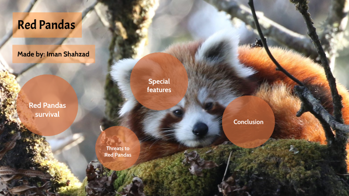 Red Pandas by IS - 08MS 873199 Dolphin Sr PS on Prezi