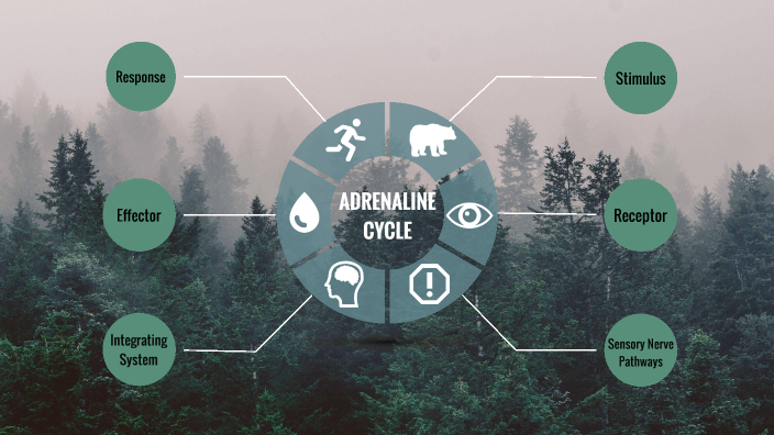 Adrenaline Cycle by Noora Awad on Prezi