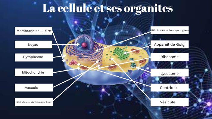 La cellule et ses organites. by Jérémy Letarte on Prezi
