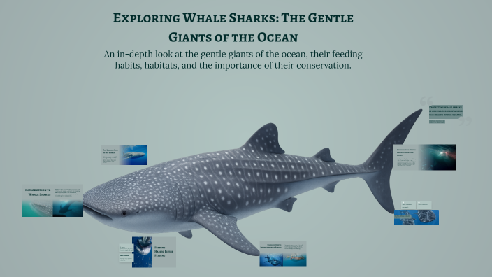Exploring Whale Sharks: The Gentle Giants of the Ocean by Ket Vil on Prezi