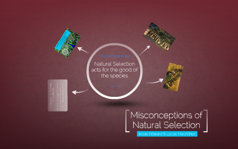 Misconceptions of Natural Selection by Lucas MacArthur on Prezi