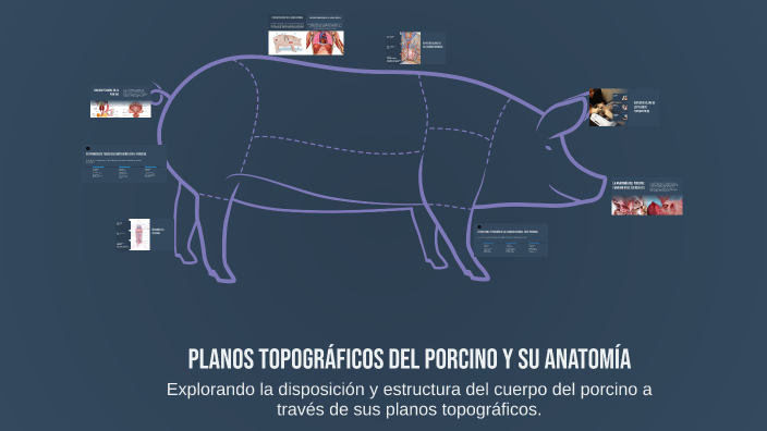 Planos Topográficos Del Porcino Y Su Anatomía By Yordy Yordany Vera