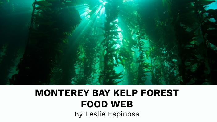 MONTEREY BAY KELP FOREST FOOD WEB by Leslie Espinosa on Prezi