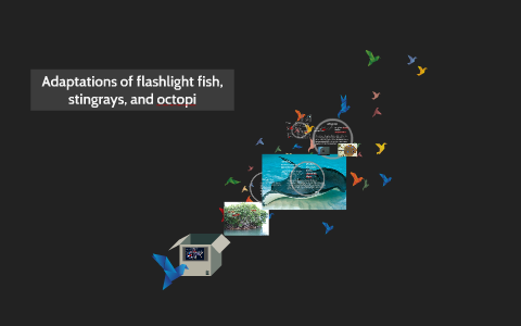 Adaptations of flashlight fish, stingrays, and octupi by Erin ...