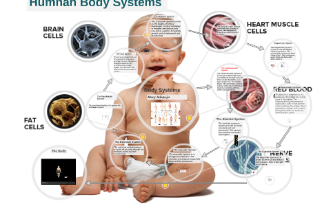 Body Systems by Mary Adepoju on Prezi