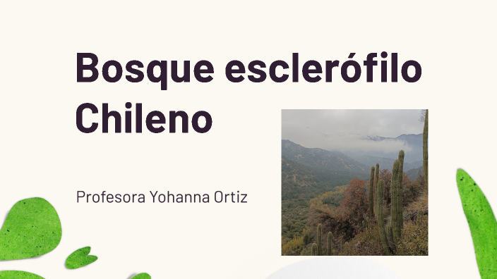 Bosque esclerófilo Chileno by Valentina Koizvmi on Prezi