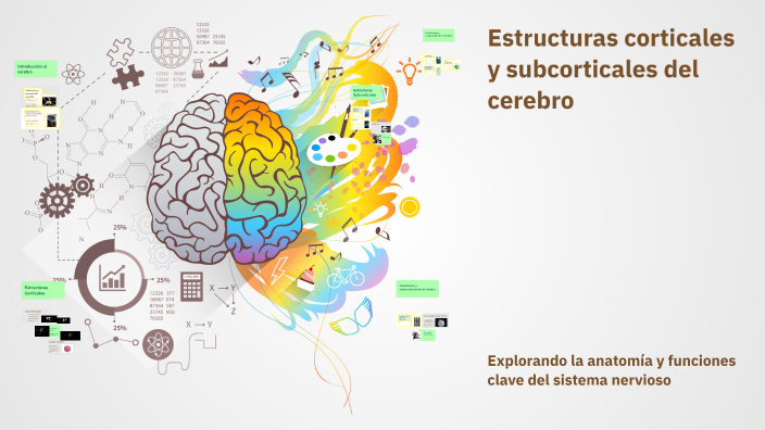 Estructuras corticales y subcorticales del cerebro by Carolina Garcia on Prezi