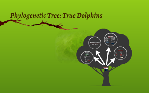 Phylogenetic Tree of Dolphins by Jamie Sisco on Prezi