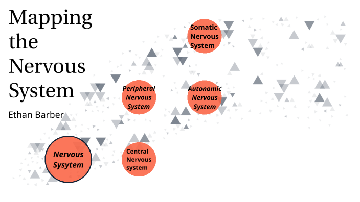 Mapping the Nervous System by ETHAN BARBER on Prezi