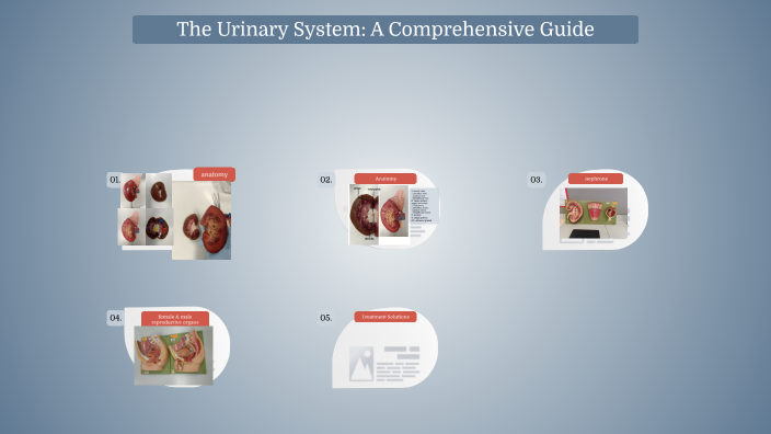 9 Urinary System By Winnie On Prezi