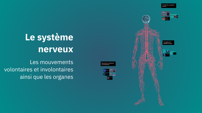 Le système nerveux by Sara Bou-ouagad on Prezi