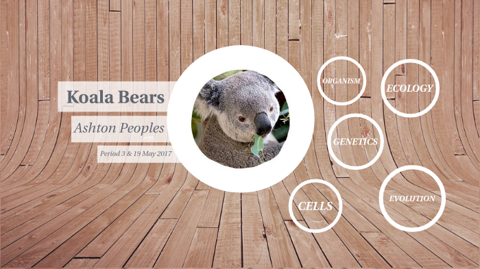 Koala Biology Project by Ashton Peoples on Prezi