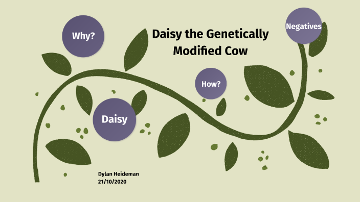 Daisy the Genetically Modified Cow by Dylan Heideman on Prezi