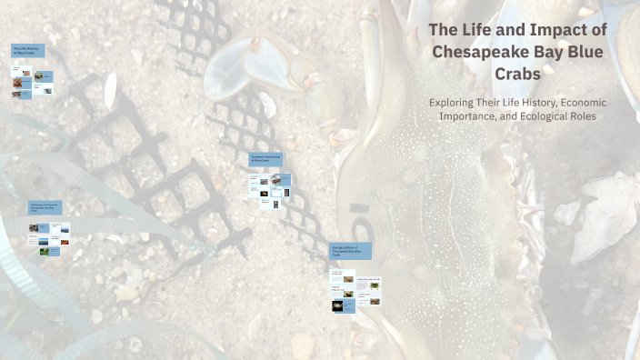 The Life and Impact of Chesapeake Bay Blue Crabs by Nihal Guennouni on ...