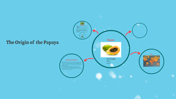 Origin of The Papaya by rachel pawlik