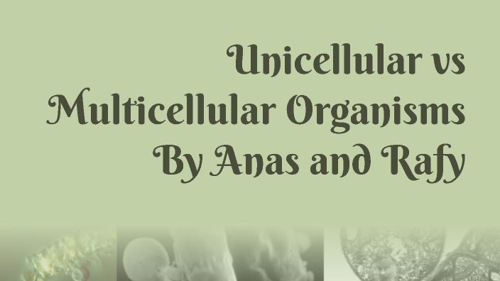 Unicellular vs Multicellular Organisms by RAFOFO KOKO on Prezi