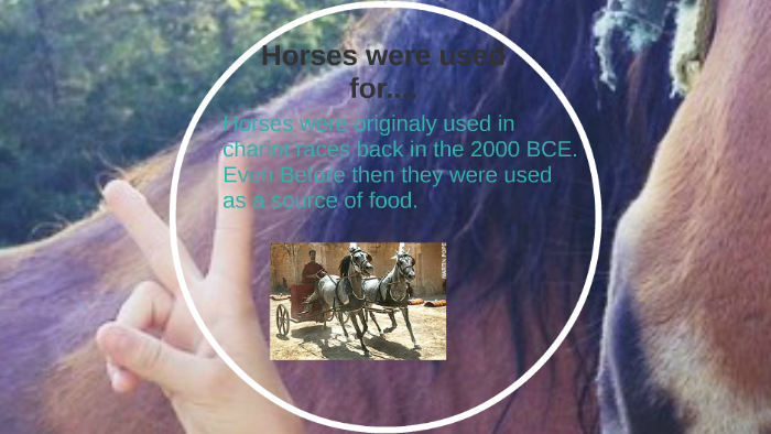 The History Of Horseback Riding by calli keller on Prezi