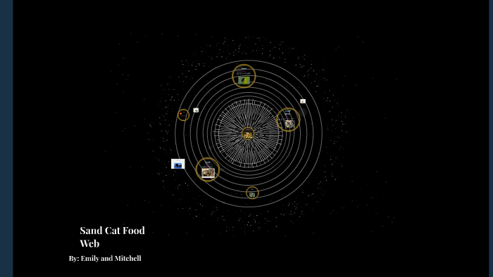 Sand Cat Food Web by emily Crawford on Prezi