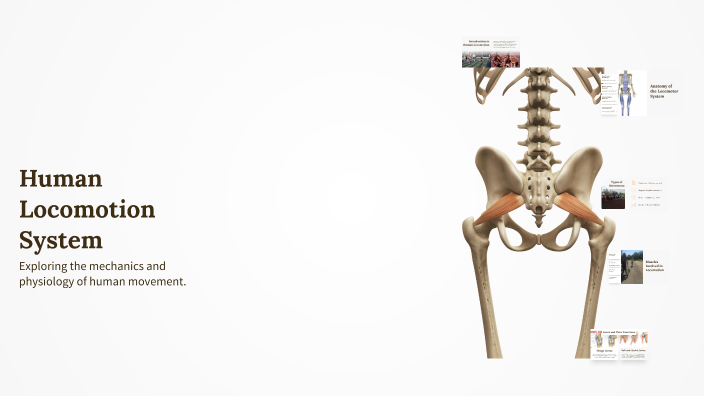 Human Locomotion System by Ewelina Chmielewska on Prezi