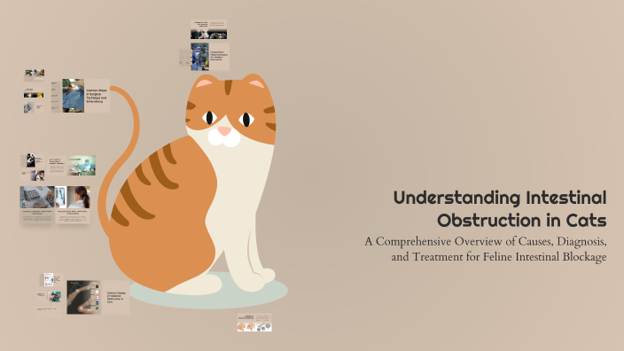 Understanding Intestinal Obstruction in Cats by Mariam Maged on Prezi