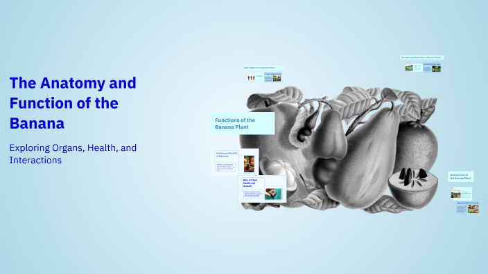 The Anatomy and Function of the Banana by Grayson Keeney on Prezi