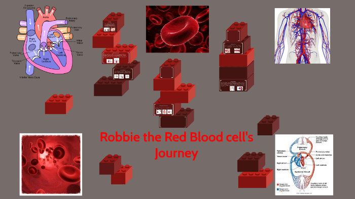 Robbie the Red Blood cell's Journey by andre laolawi on Prezi