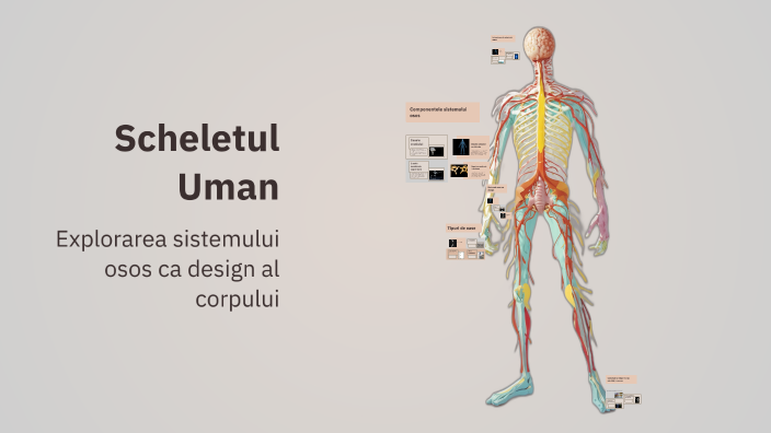 Scheletul Uman by Drobeta on Prezi