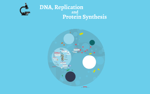 DNA, Replication, and Protein Synthesis by Jessica Yan on Prezi