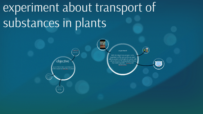 experiment about transport of substances in plants by Camila Giraldo Ciro