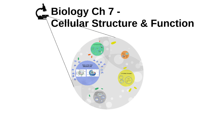 Bio Ch 7 Cellular Structure & Function by Courtney George on Prezi