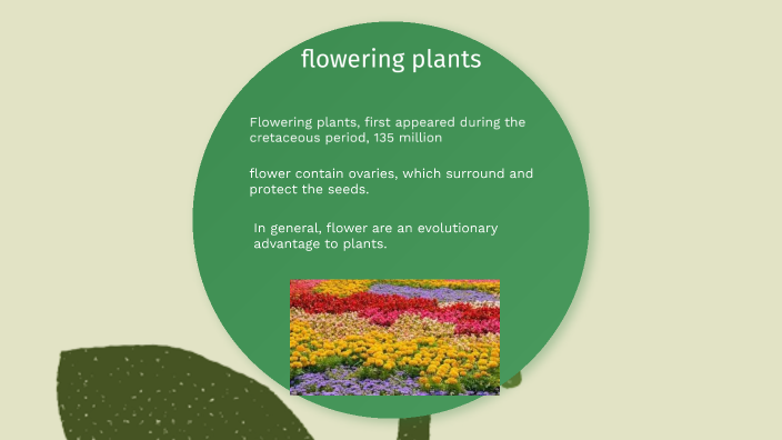 Dylan by Dylan Clay on Prezi