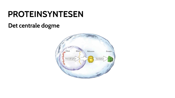 Proteinsyntese by Cille Ilsø on Prezi